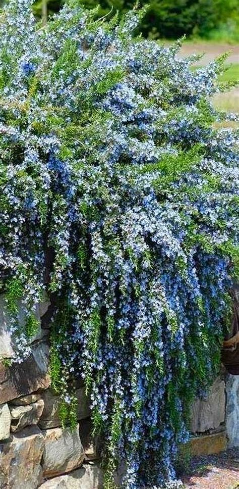 Rosemary Rosmarinus Officinalis ‘prostratus Group Cottage Garden