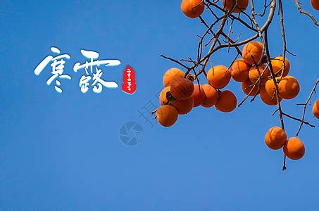 寒露节气图片素材 正版创意图片500630903 摄图网