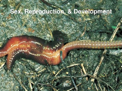 Ppt Sex Reproduction And Development Powerpoint Presentation Id8794410