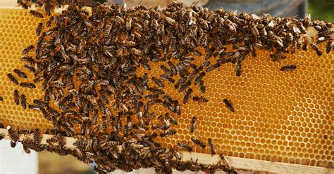 자연 채광 꿀벌로 가득 찬 벌집의 상세보기 양봉의 개념 사진 Unsplash의 꿀 이미지