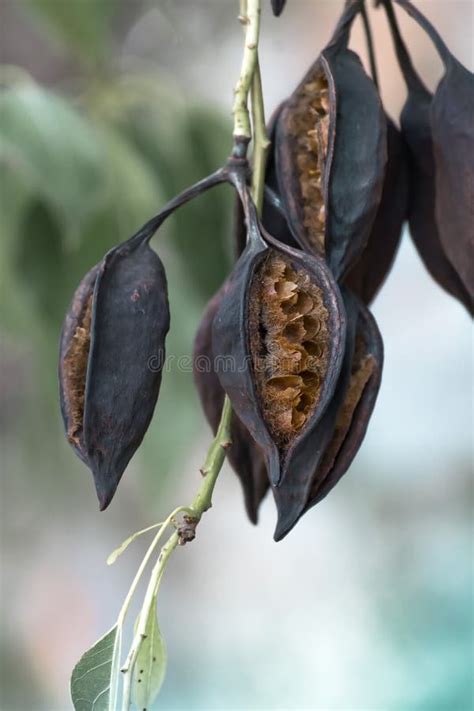 Empty Seed Pods Hanging On The Branches Of Kurrajong Or Bottle Tree Brachychiton Populneus