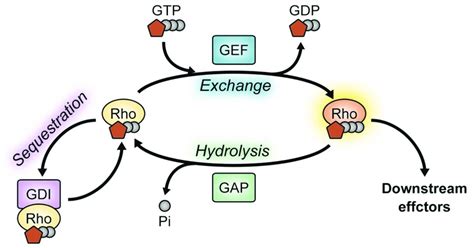 Overview Of Rho Gtpase Regulation The Activity Of Rho Gtpases Is