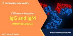 Difference Between IgG And IgM EasyBiologyClass