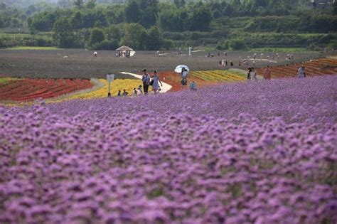 漫步香草天空品味纯净感动 脑外科专家 顾建文教授 搜狐博客