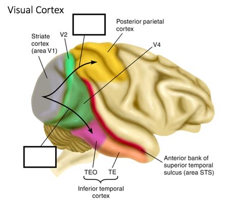 Diagram Of Visual Cortex Quizlet