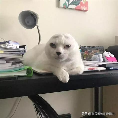 別再說你家貓咪頭禿了這裏真的有一隻光頭貓 每日頭條