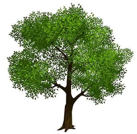 Large Green Tree Png Clipart Tree Art Tree Clipart Cartoon Trees Porn
