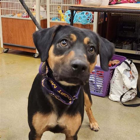 Dog For Adoption Maxwell A Black And Tan Coonhound Mix In Ladson Sc