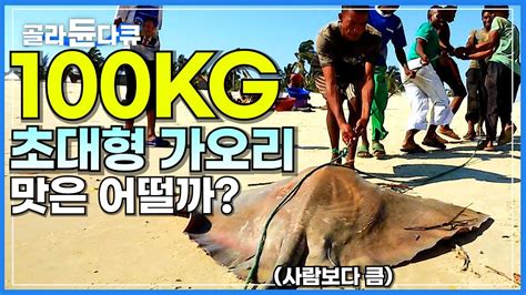 상어 사냥하러 갔다가 100kg 괴물 가오리 잡았다 바로 해체해서 먹어봤더니 상상도 못한 맛 발견했습니다│세계테마기행│골라듄다큐 Youtube