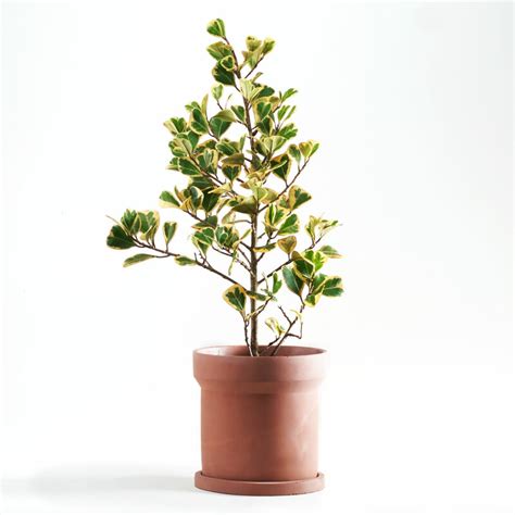 Ficus Triangularis Variegata