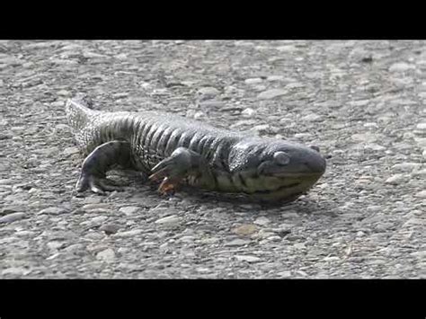 Tiger Salamander Alberta Canada Youtube
