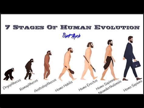 Human Evolution Stages With Names
