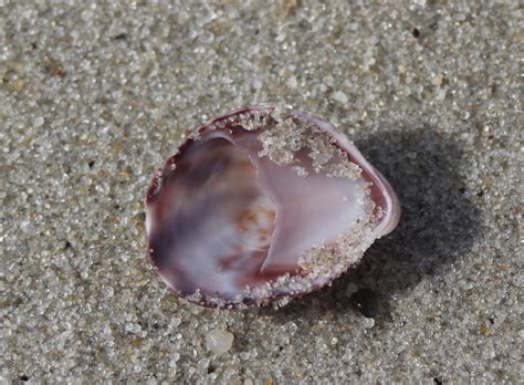 Birds Butterflies And Sunsets Slipper Shells For Blanche