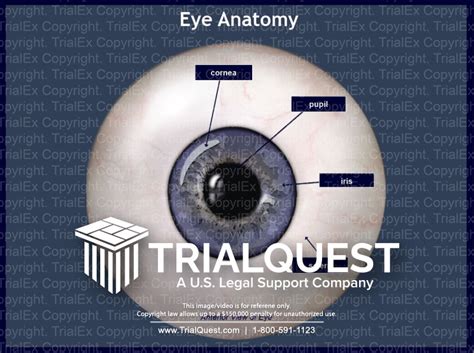 Eye Anatomy Trialquest Inc