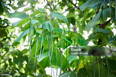 Catalpa Bignonioides 또는 남부 Catalpa 시가 나무 및 일반적으로 정원 및 가로수로 사용되는 인도 콩 나무