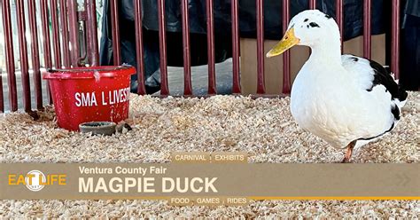 Uncle Leos Barnyard Magpie Duck