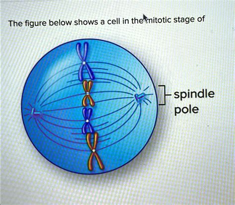 The Figure Below Shows A Cell In Thetnitotic Stage Of The Figure Below Shows A Cell In The