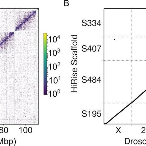 genome contiguity a the read density map for hi c read pairs