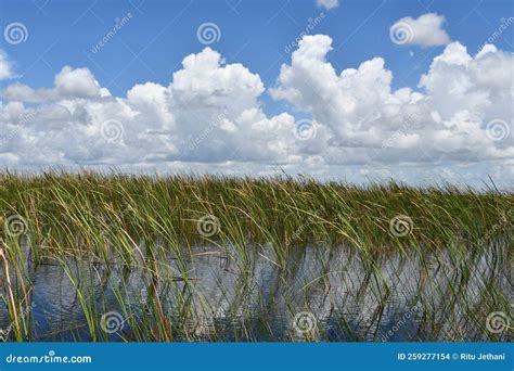 Sawgrass Recreation Park At The Everglades National Park In Fort