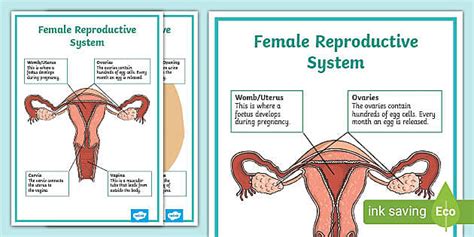 RSHP Female Reproductive System Display Poster Twinkl