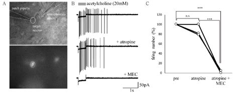 Acetylcholine Excites Cck Inhibitory Neurons By Activation Of Nicotinic