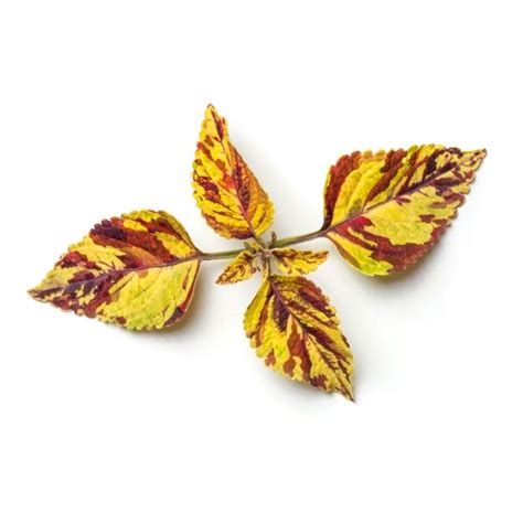 Premium Photo Object Isolated On White Background