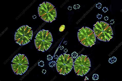 Desmids And Dictyosphaerium Green Algae Stock Image C0258785