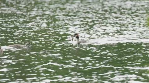 Nature Moment A Day 175 Grebe Me That Fish Album On Imgur