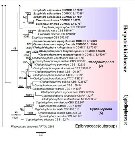 Phylogenetic Tree Generated By The Maximum Likelihood Analysis Using