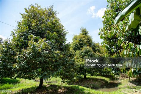 Durian Garden Durian Tree Garden About 5 Years Old Hau Giang Province