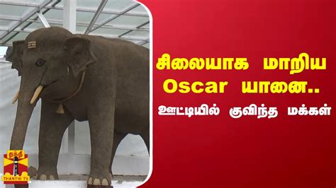 சிலையாக மாறிய Oscar யானை ஊட்டியில் குவிந்த மக்கள் Youtube