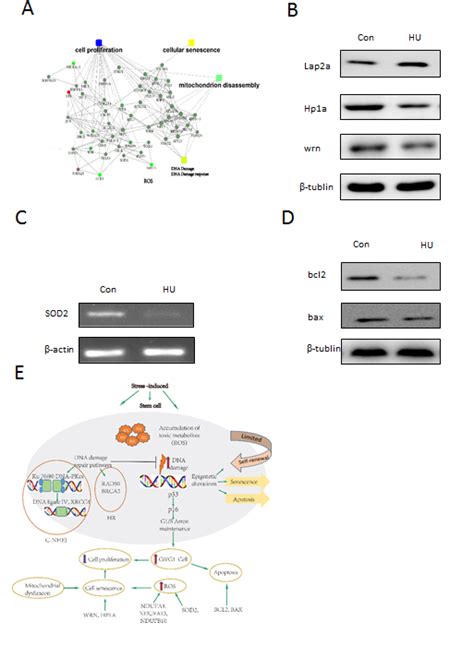 Candidate Genes And Pathways Identified Through The Dfsc Cellular Aging Download Scientific