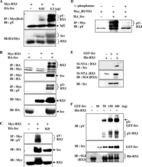 Src Kinase Phosphorylates Runx3 On Tyrosine Residues In Vitro And In Download Scientific