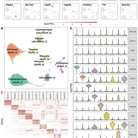 Classification Of Non Neuronal Cell Types A Normalized Expression Download Scientific Diagram