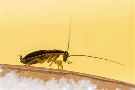 Cockroaches Are Evolving To Like Sex More Than Sugar And This Could Be