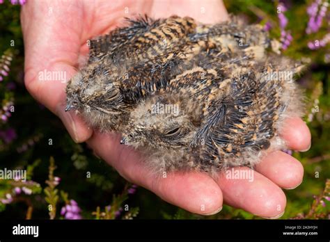 Colour Wildlife Photograph Of Two European Nightjar Chicks Caprimulgus