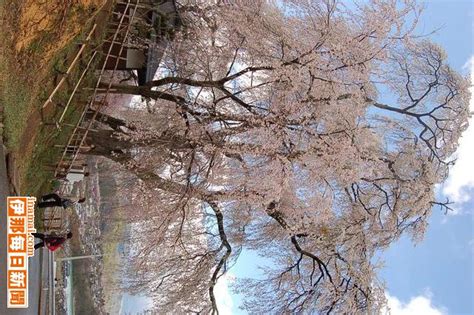 薬師堂のシダレザクラ満開ニュース伊那谷ねっと