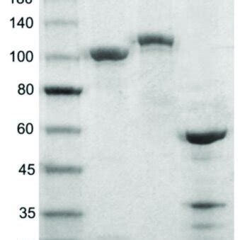 Analysis Of Purified Tuberculosis Fusion Proteins By SDS PAGE M