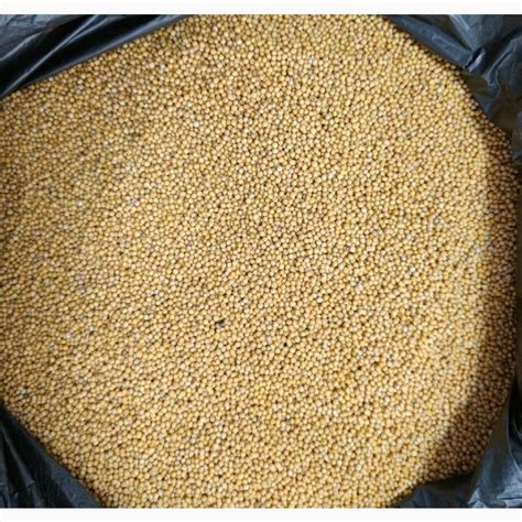 Горчица белая — Agro Kazakhstan