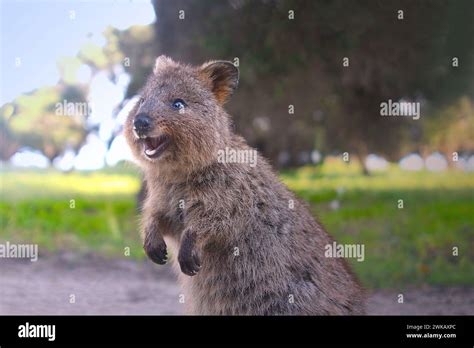 Smiling Quokka A Small Kangaroo Living On Rottnest Island In Western