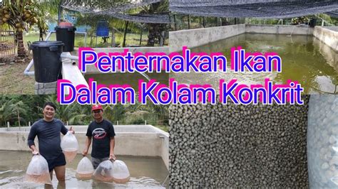 Penternakan Ikan Talapia Dalam Kolam Konkrit Youtube