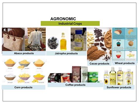 1 Botanical Classification Ppt