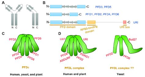 Structure Of Pfdc And Pfdlc Ab Structure Of α Type Including Pfd3