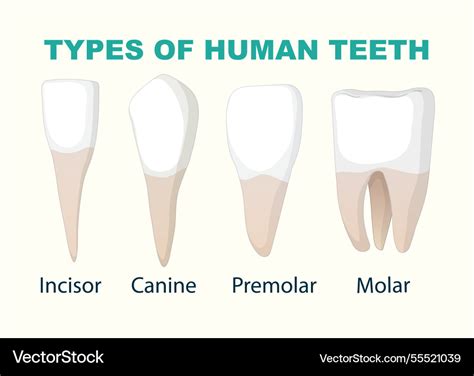 Diagram Showing Incisor Canine Premolar Molar Vector Image