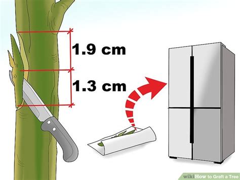 5 Ways To Graft A Tree WikiHow