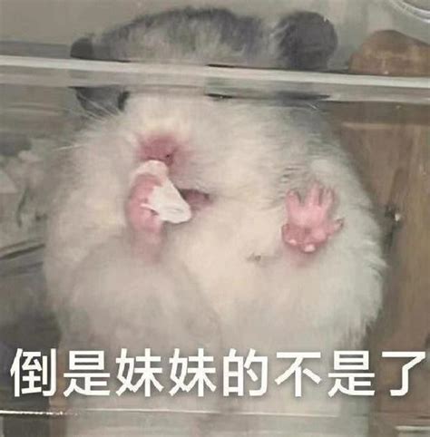 鼠鼠我啊搞笑表情包 知乎
