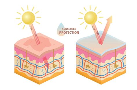 Humano Piel Uv Rayos Proteccion Antes De Y Después Protector Solar Dom