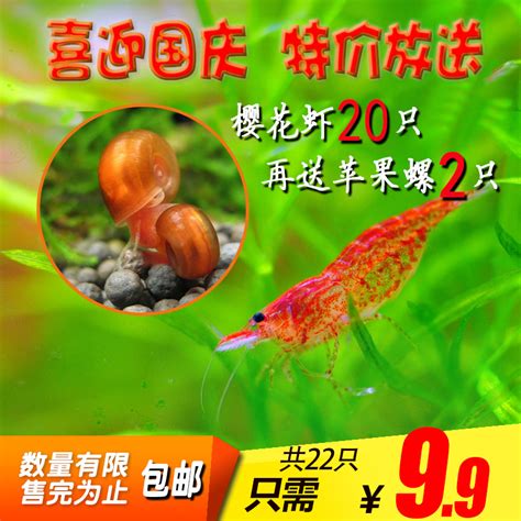 观赏虾樱花虾水晶虾黑壳虾蓝丝绒工具宠物工具虾谈水活体虾包邮 虎窝淘