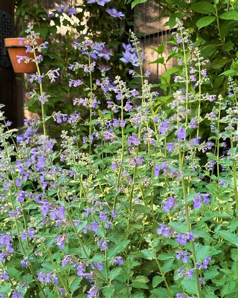 Plant Faqs Catmint