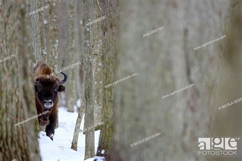 European Bison Bonasus Male Standing In The Forest Poland